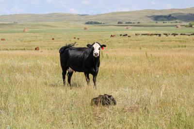 Protect Newborn Calves From Flies During Fall Calving | Cow/Calf Corner ...