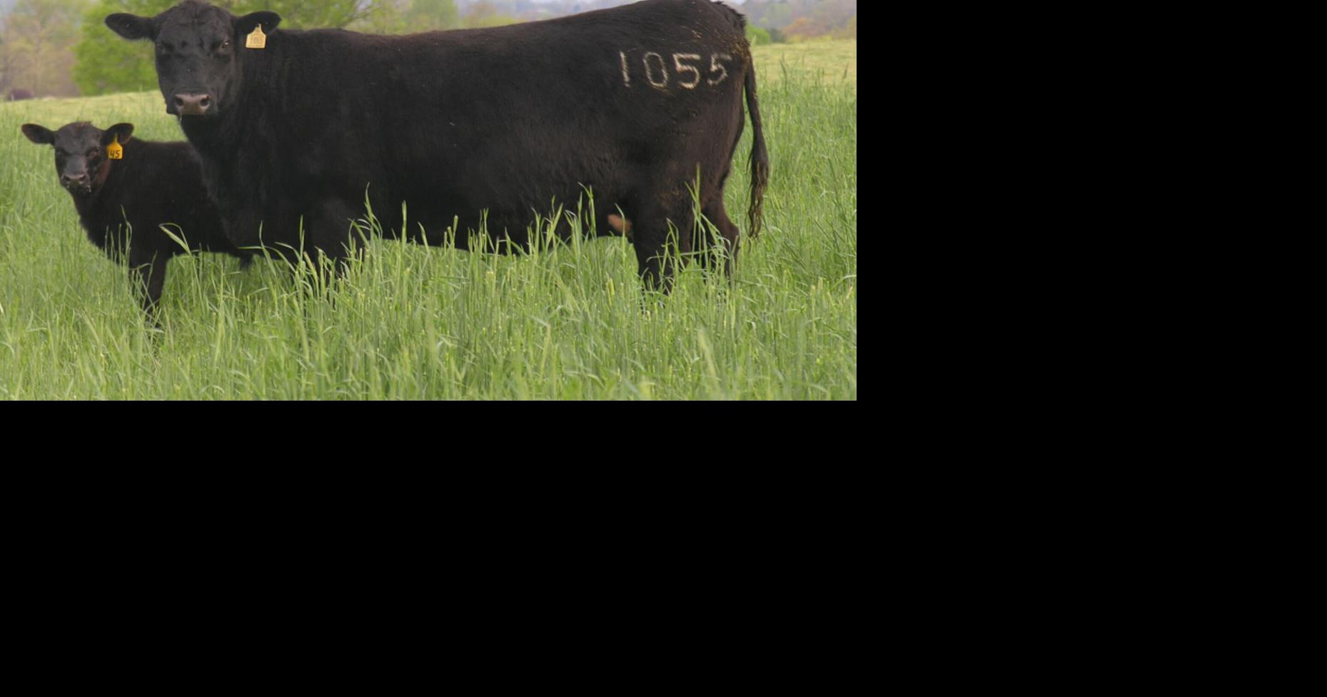 Cattle Reproduction: Using Pre-synchronization to Improve Fixed-time AI ...