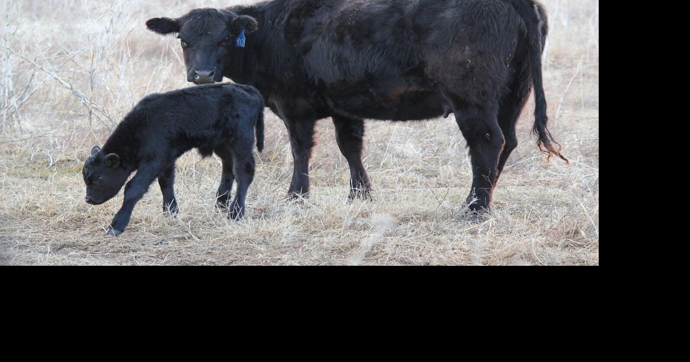 The Calving Process – Understanding the Three Stages of Parturition ...