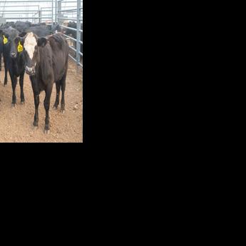 Preconditioned Calves Add Value to Stocker and Feeder Enterprises ...