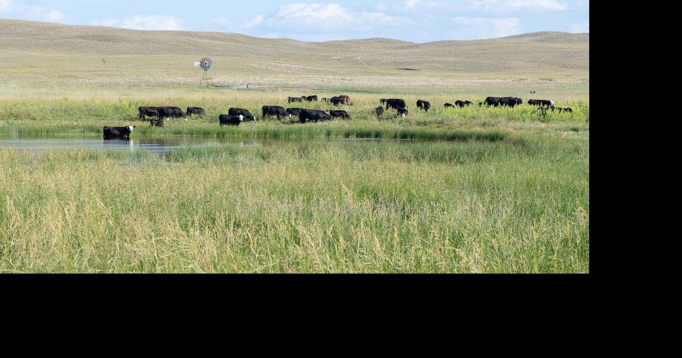 Understanding the Value of Grass in Nebraska | Cow/Calf Corner ...