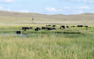 Understanding the Value of Grass in Nebraska | Cow/Calf Corner ...