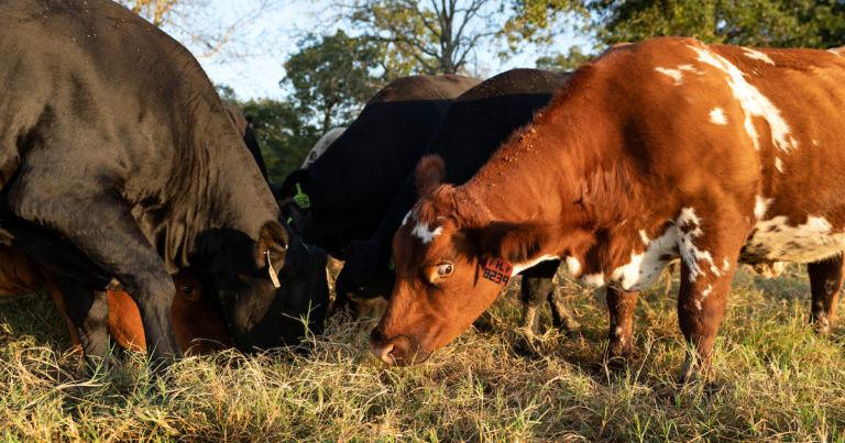 Balancing the Animals and Available Forage | Management ...