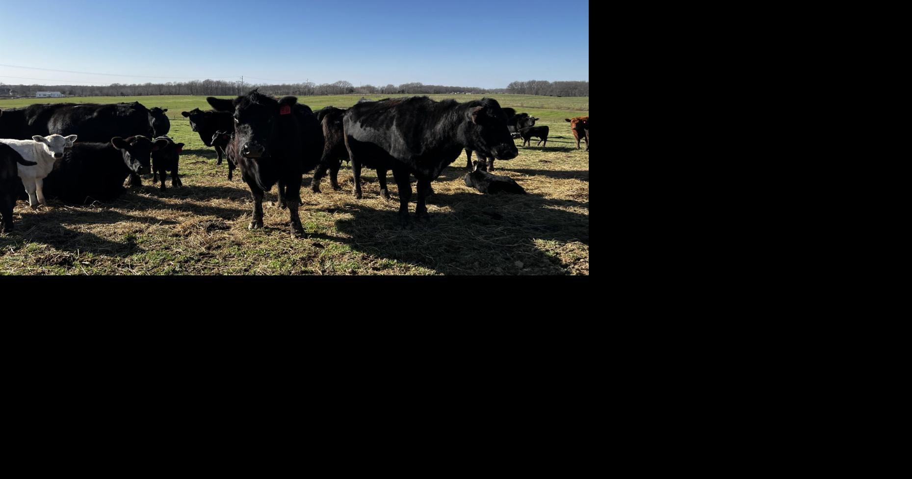 Cattle Economics: Cattle Inventory Influences Market Outlook | Industry ...