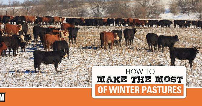 How to Make the Most of Winter Pastures | Company News ...