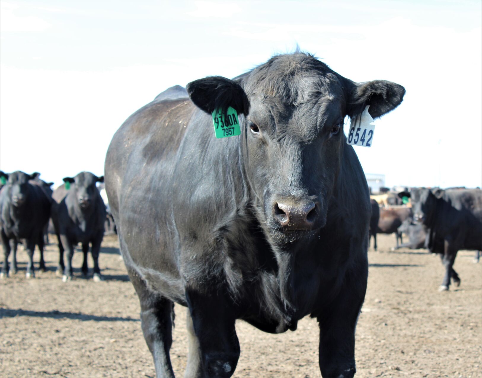 Heifer Fed By High Choice Feeders Wins Brookover Award | Beef News ...