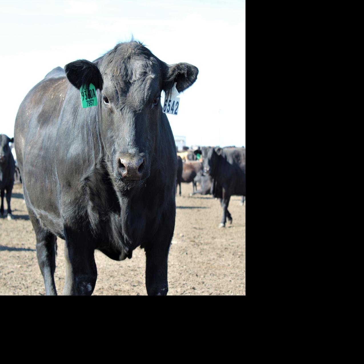 Feedlot Special | feedlotmagazine.com