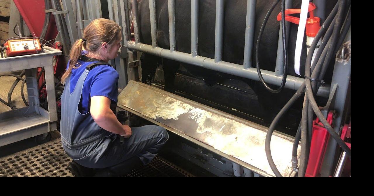 Bull Breeding Soundness Exams Mizzou Repro Multimedia