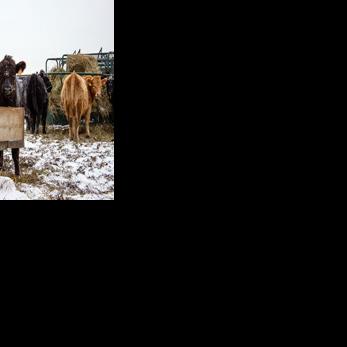 When to Assist with the Calving Process – the Three Stages of ...