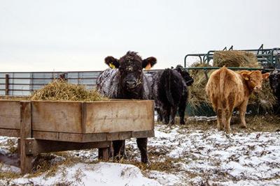 When to Assist with the Calving Process – the Three Stages of ...