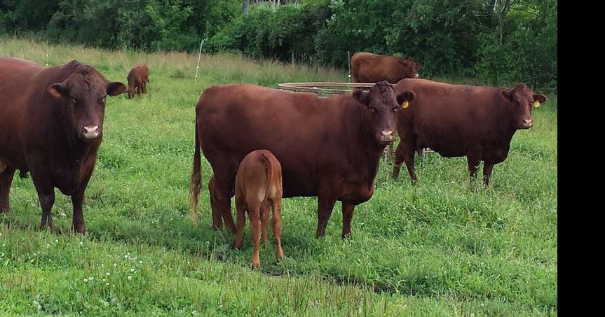 Warning Signs Of Rabies In Cattle | News | feedlotmagazine.com