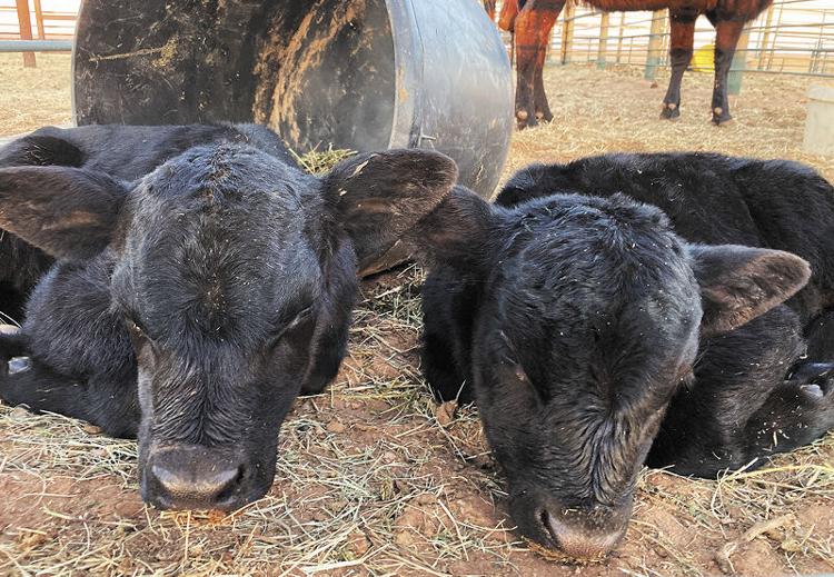 Managing Possible Freemartin Heifers | Cow/Calf Corner ...