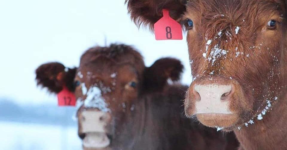 Managing the Winter “Mud Tax” in Cow-Calf Herds | Cow/Calf Corner ...