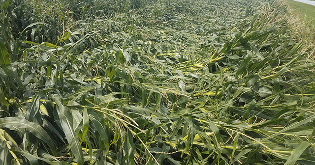 Wind and Hail Damage to Pollination Corn | Industry News ...