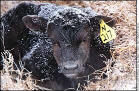 Re-Warming Methods for Severely Cold-Stressed Newborn Calves | News ...