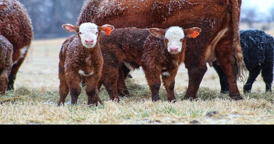 Retained Placenta in Beef Cattle | Cow/Calf Corner | feedlotmagazine.com