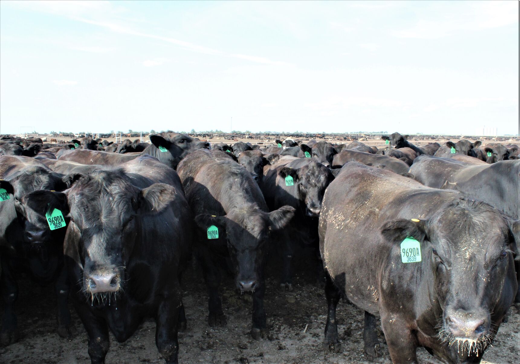 CattleFax Forecasts Producer Profitability in 2023 with Potential ...