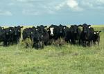 Is It Time to Pull Bulls? | Cow/Calf Corner | feedlotmagazine.com