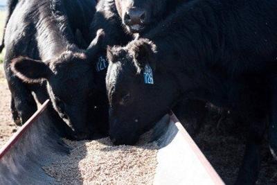 Ration Formulations for Growing Cattle | Feedlot Special ...