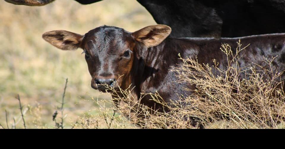 Oklahoma Beef Cattle Numbers Drop Sharply | Industry News ...