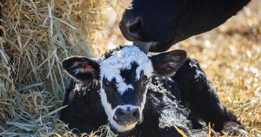 Calving and Cow Nutrition in Extreme Cold | Cow/Calf Corner ...