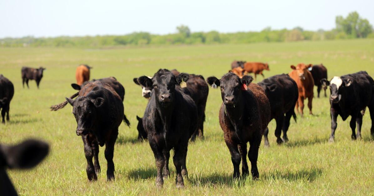 MU Southwest Center Studies 'Double' Stocker Calf Operations on Fescue ...