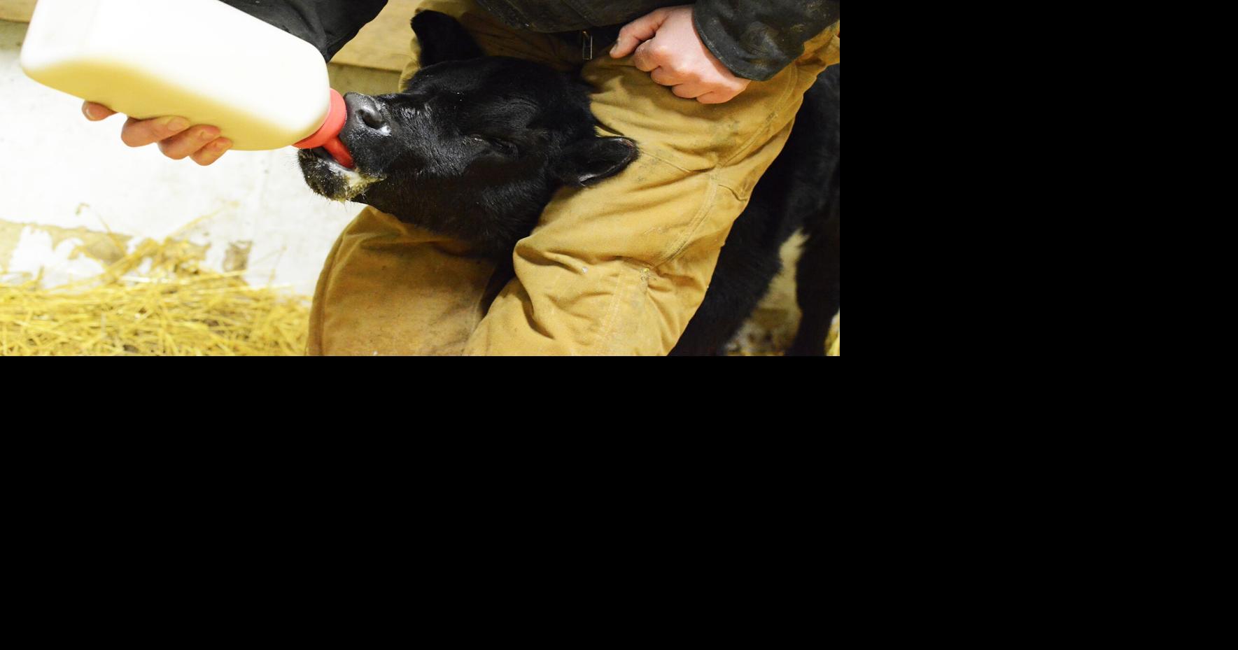 Raising The Orphan Calf | Cow/Calf Corner | feedlotmagazine.com