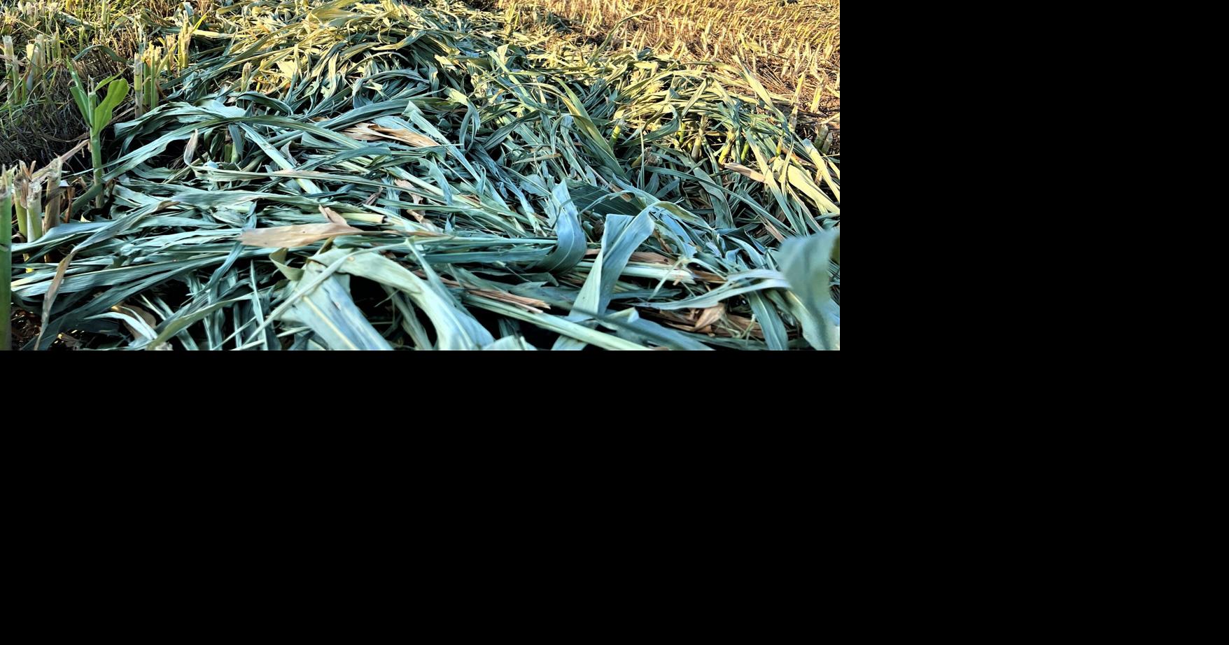 Oklahoma Forage Production Rebounds | Industry News | feedlotmagazine.com