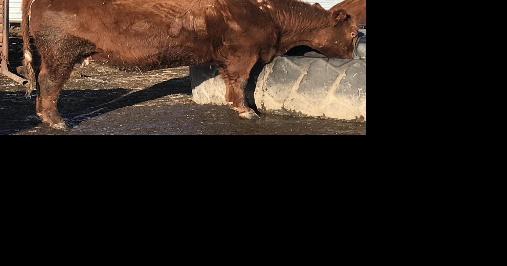 Consider Causes of Hair Loss and Itching in Cattle | Cow/Calf Corner ...