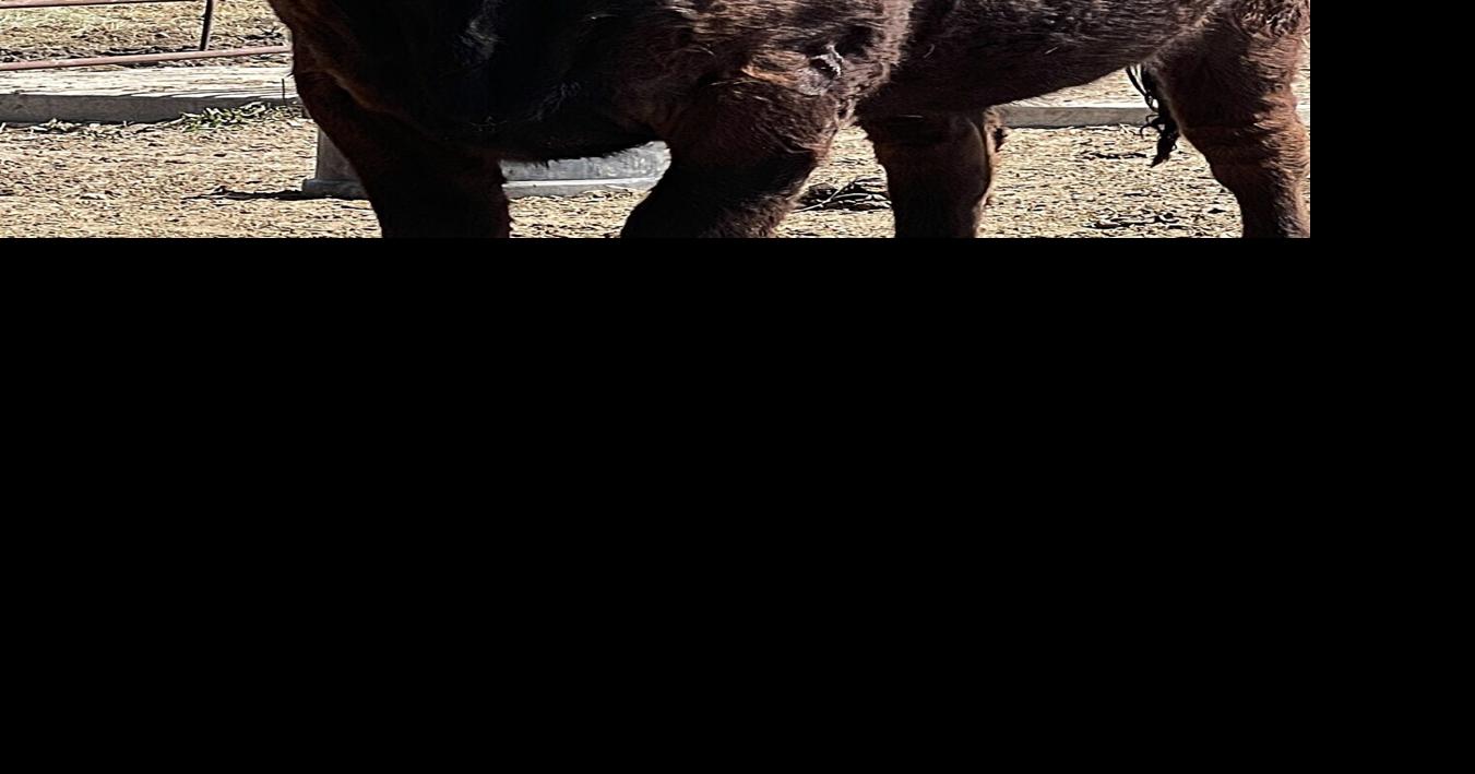 Heifer Retention Prospects Improve | Industry News | feedlotmagazine.com