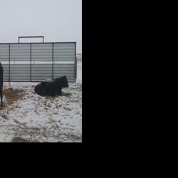 Livestock Windbreak Design Principles and Resources | Management ...