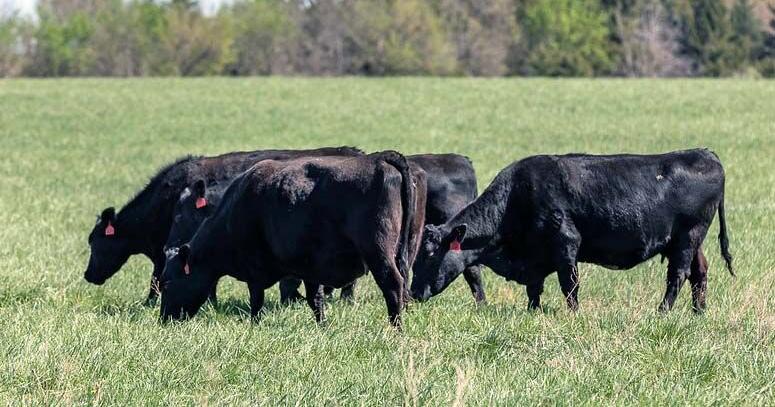 Grass Tetany – A Complicated Disorder with An Easy Prevention | Cow ...
