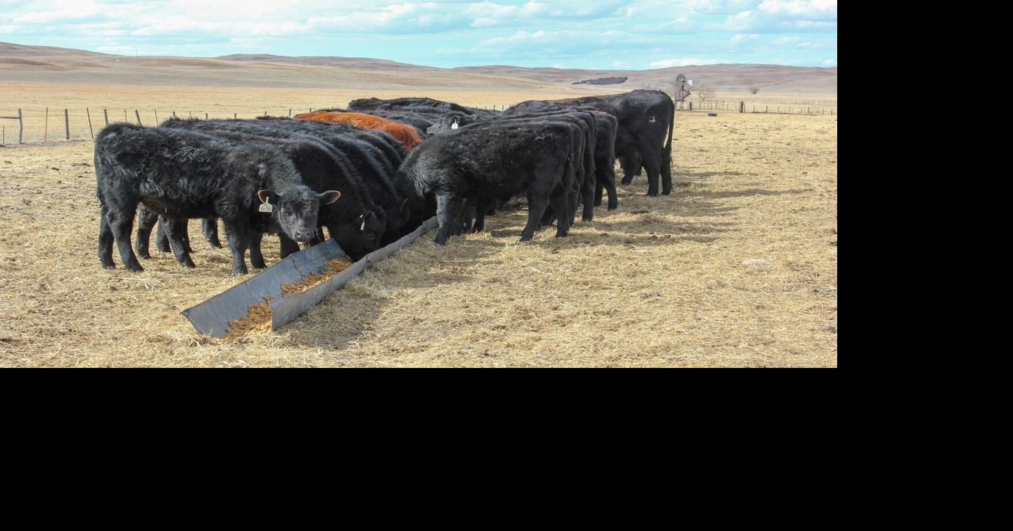 Management Considerations for Backgrounding Calves | Stocker Special ...