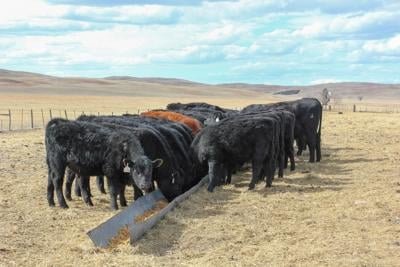 Management Considerations for Backgrounding Calves | Stocker Special ...