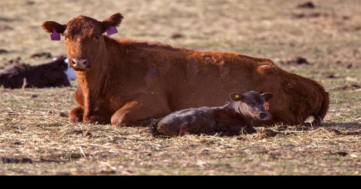 Preventing Dystocia Before Calving Season Starts | Cow/Calf Corner ...