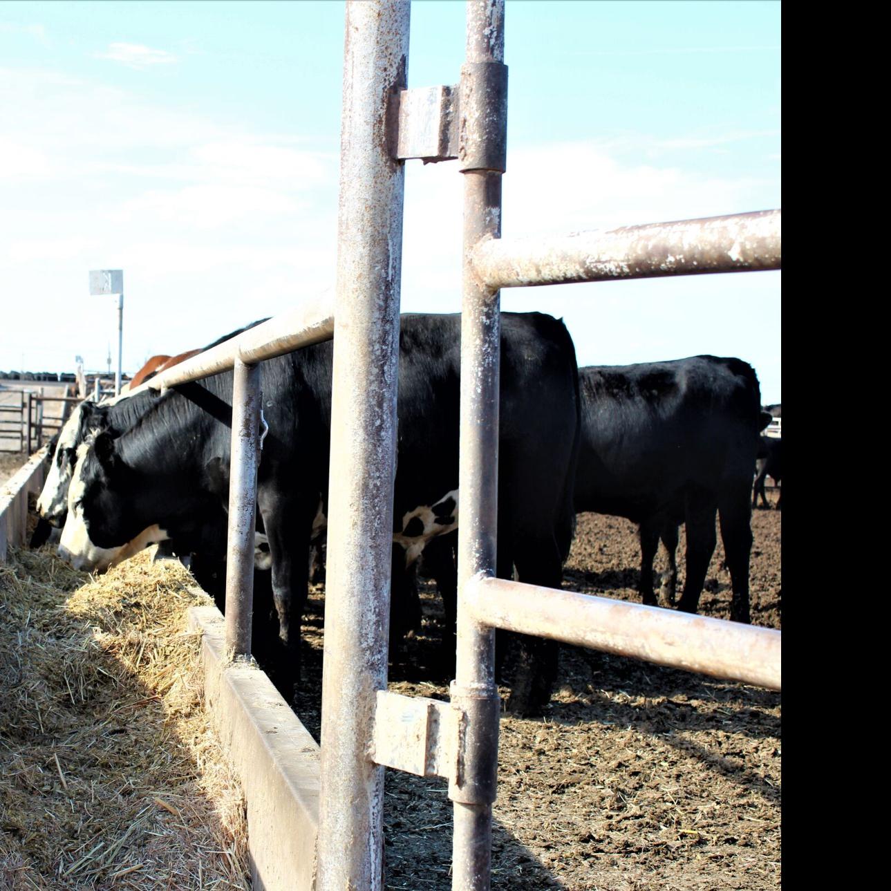 Feedlot Special | feedlotmagazine.com