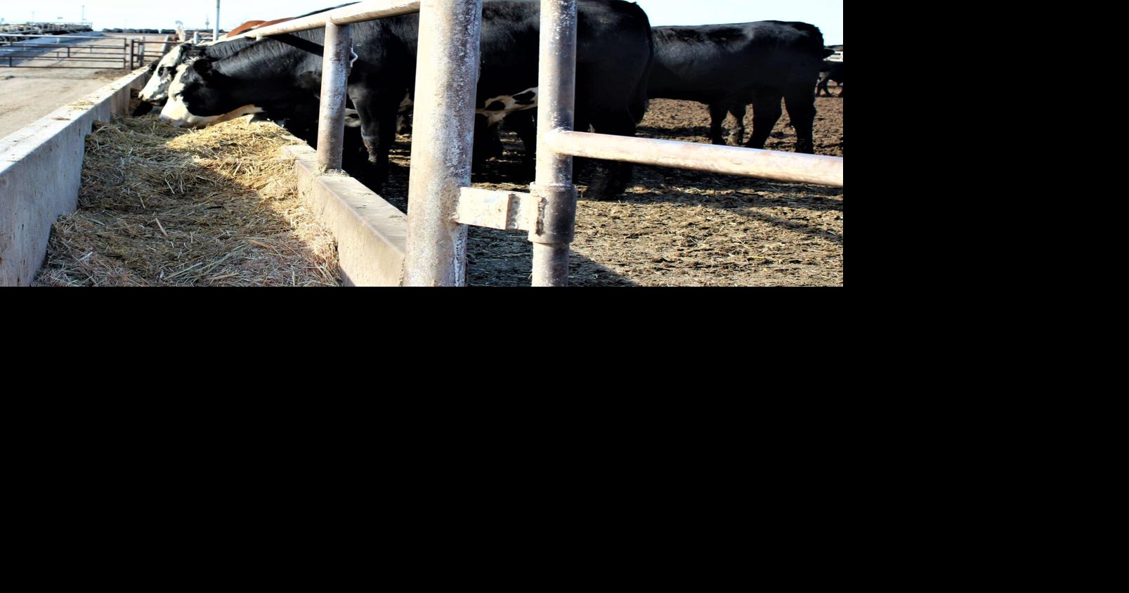 Receiving Protocols | Feedlot Special | feedlotmagazine.com