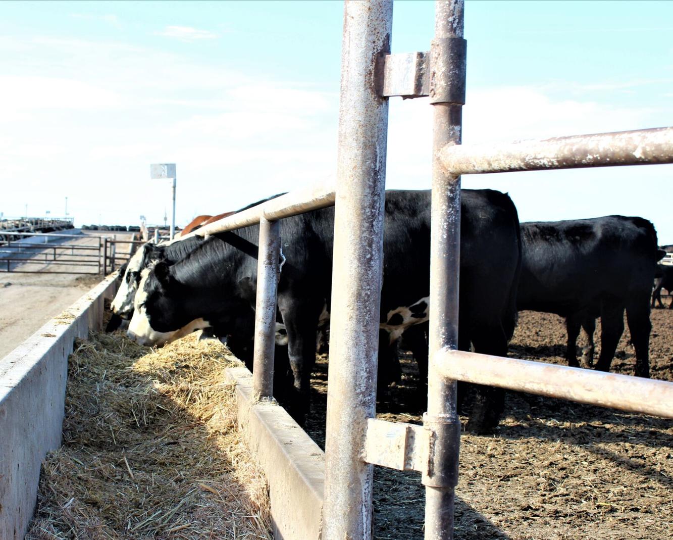 Roughage Use in Finishing Cattle Diets | Feedlot Special ...