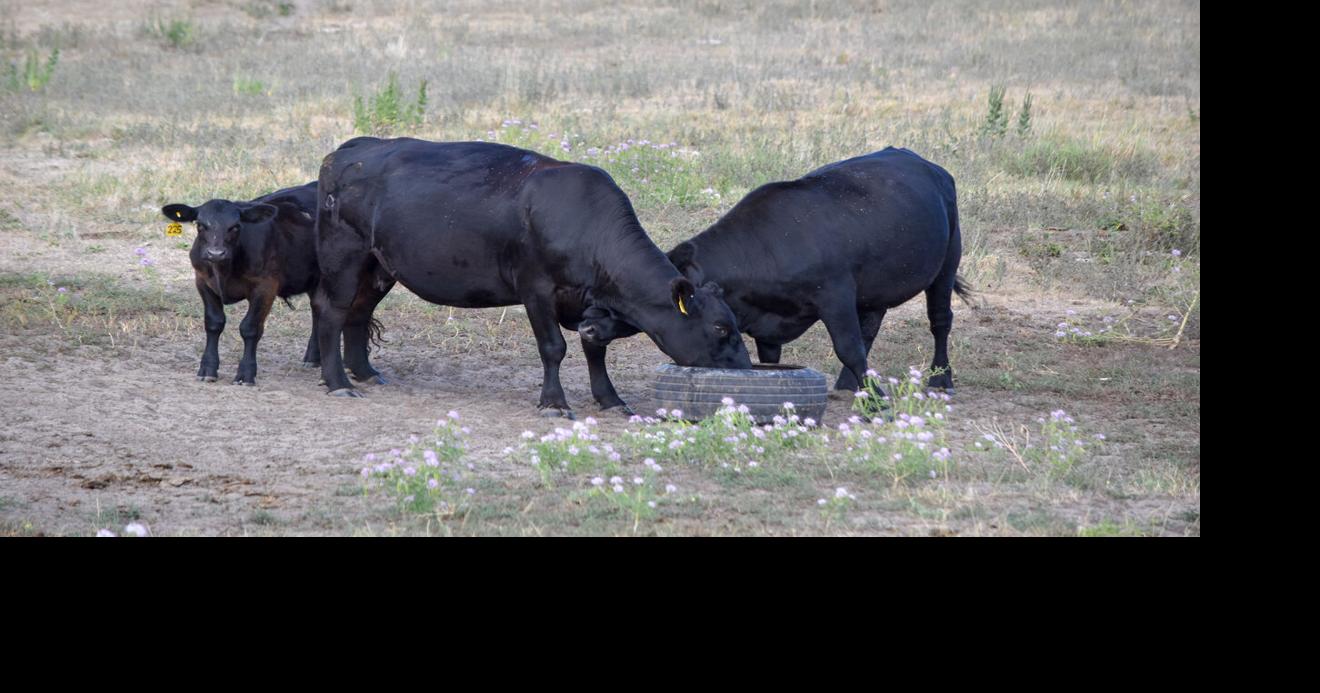 Selecting the Right Supplements for Your Cows | Cow/Calf Corner ...