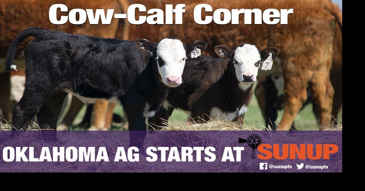 Cow-Calf Corner – The Importance of Maintaining Temperature in Vaccines ...