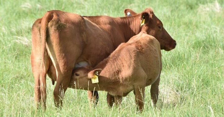 Building Back a Quality Cow Herd and Moving “Quality Forward, Faster ...