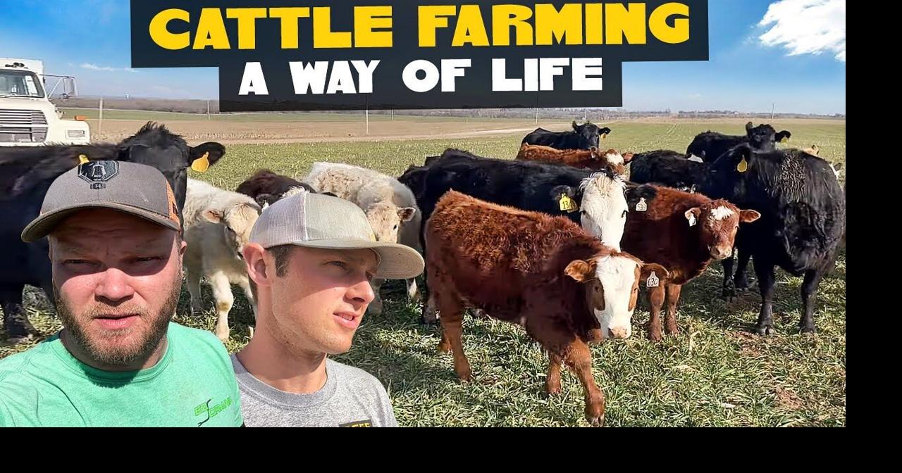 Cattle Farming Is A Way Of Life For This Kansas Family | Multimedia ...