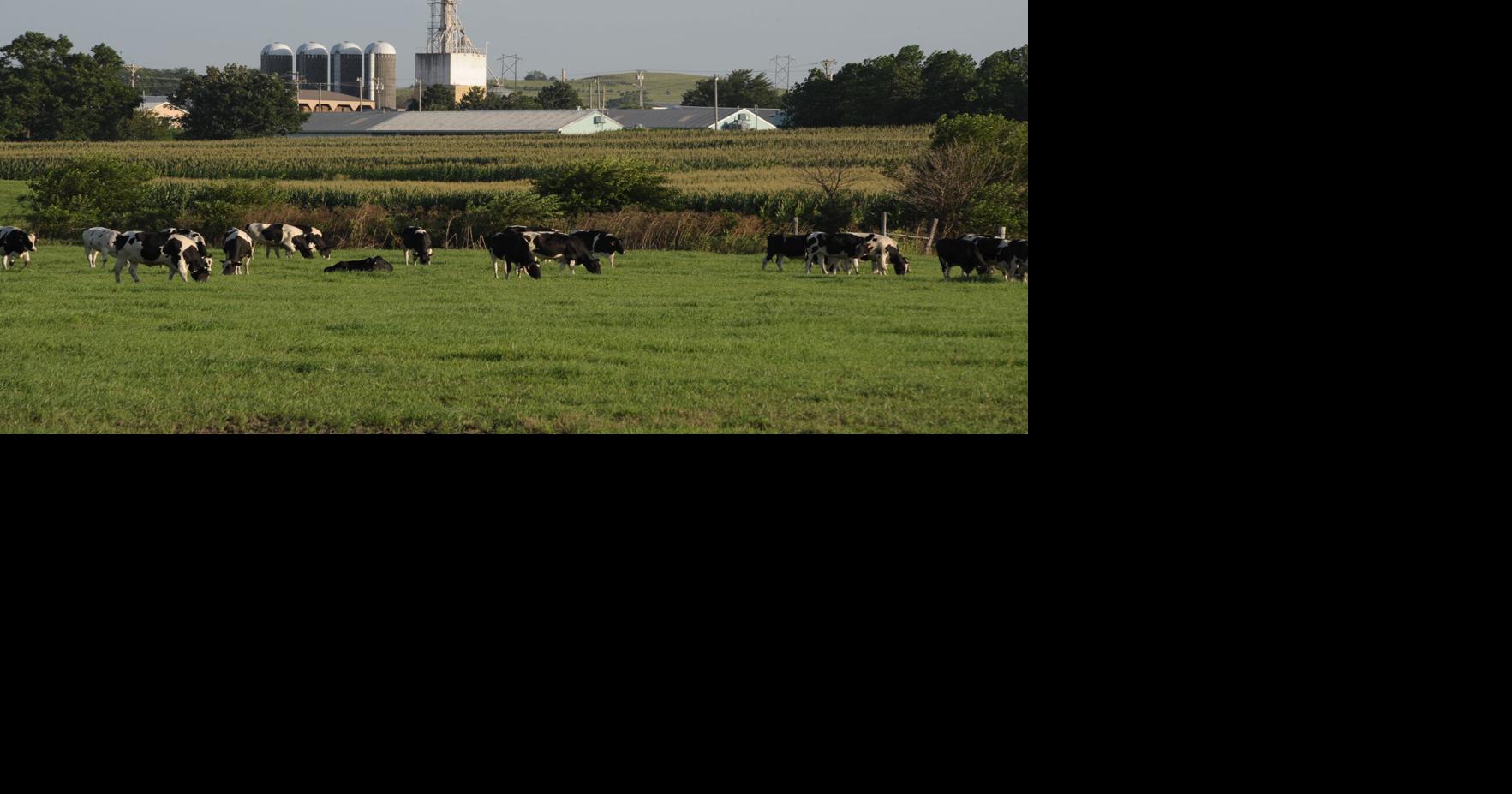 6 Ways Beef-On-Dairy Cattle Bring Value to the Beef Supply Chain ...