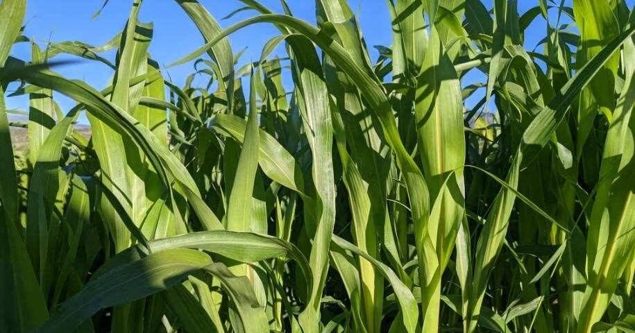 Prussic Acid Toxicity | Management | feedlotmagazine.com