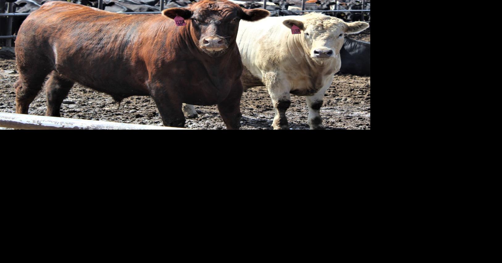 Feedlot Inventory Inches Lower | Industry News | feedlotmagazine.com