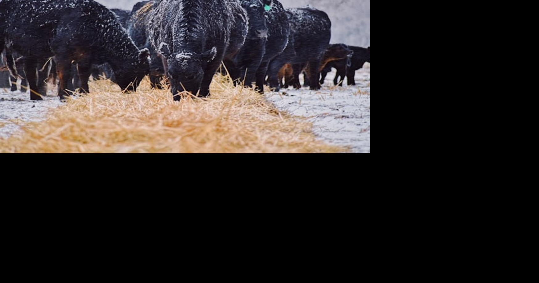Cattle Care During Prolonged Extreme Cold | Cow/Calf Corner ...