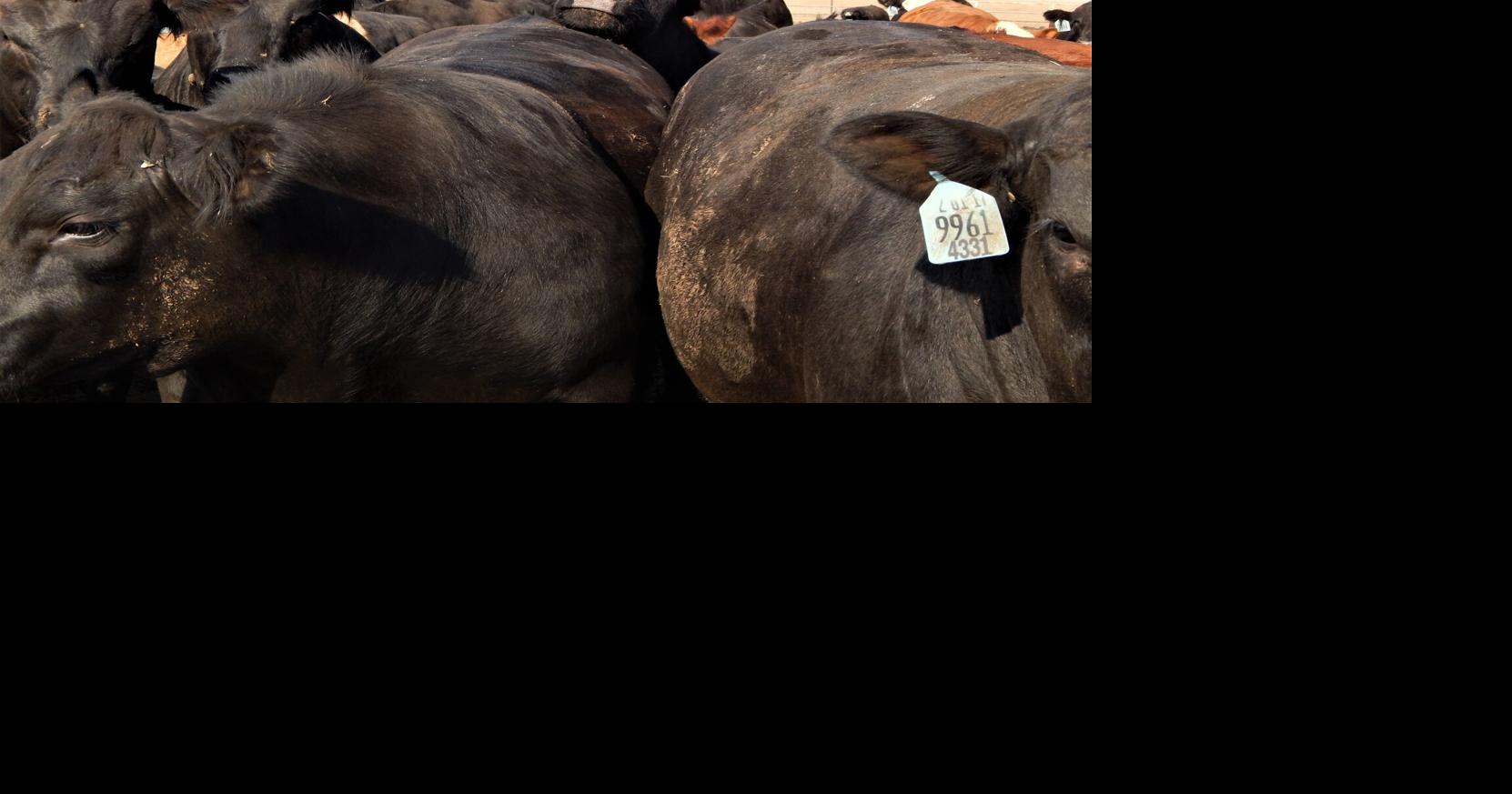 Cattle and Beef Market Indicators All Green | Industry News ...