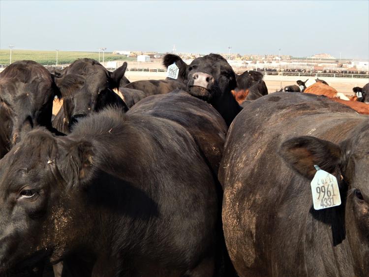 What We Know About Buller Steer Syndrome in Feedlot Steers | Feedlot Special | feedlotmagazine.com