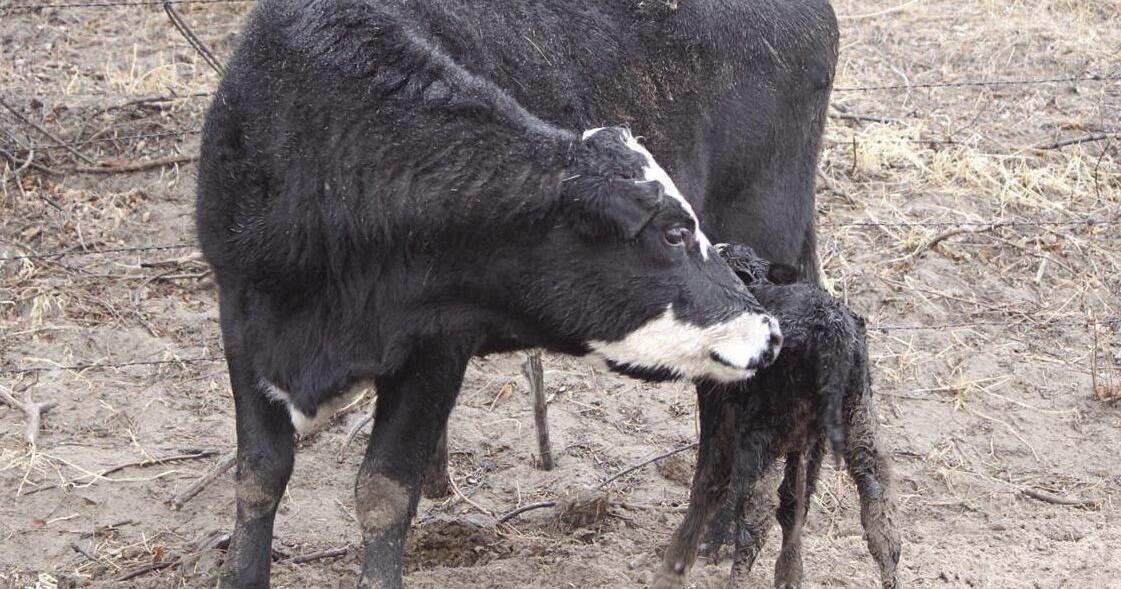 Advanced Beef Cow Calving Clinics Rescheduled to Feb. 26 | Cow/Calf ...