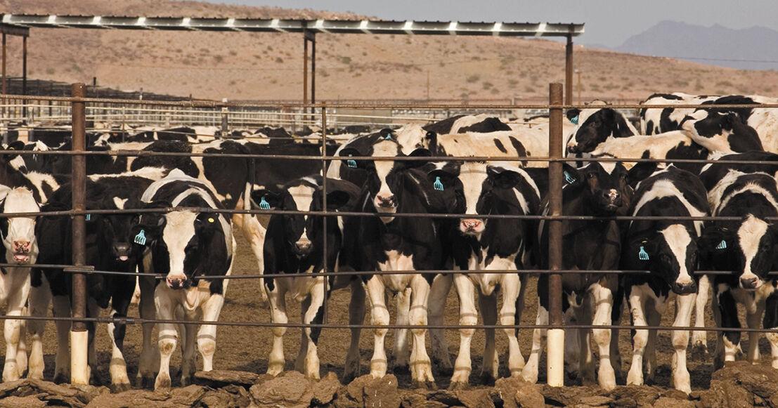 Implant Strategies for Holstein Steers: Long-acting Implants vs ...
